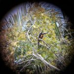 Private Half Day Tour in Kohunlich Archaeological Zone - A Closer Look at the Kohunlich Archaeological Zone Tour