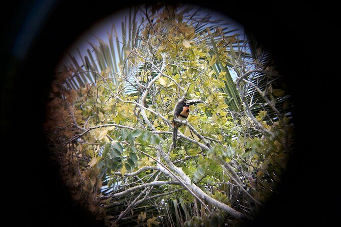 Private Half Day Tour in Kohunlich Archaeological Zone - A Closer Look at the Kohunlich Archaeological Zone Tour