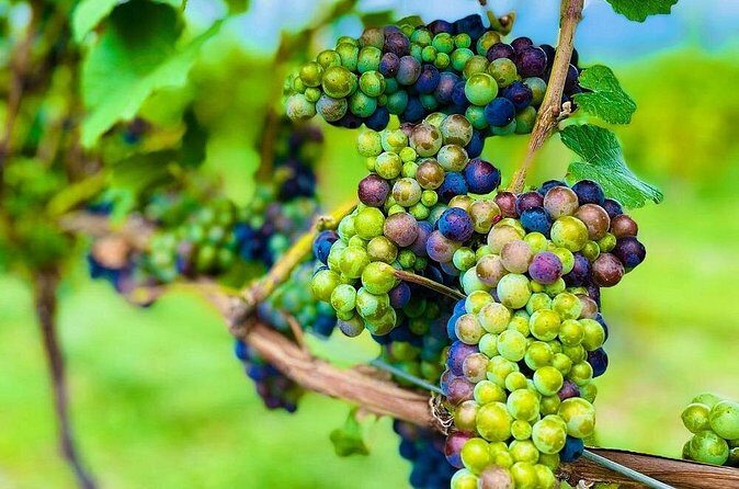 Private Kelowna Sip Tour - Who Is This Tour Best For?