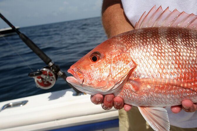 Private Key West Fishing & Sandbar or Snorkel Charter - What Makes This Tour Stand Out?