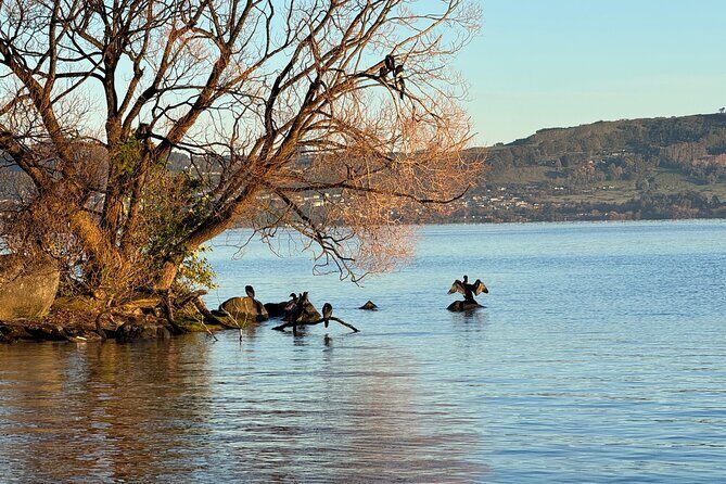 Private Lake Taupo Tour - Auckland Tour House - Practical Aspects and What to Expect