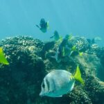 Private Los Cabos snorkeling tour to Chileno bay and Santa Maria cove - Authentic Insights from Reviewers