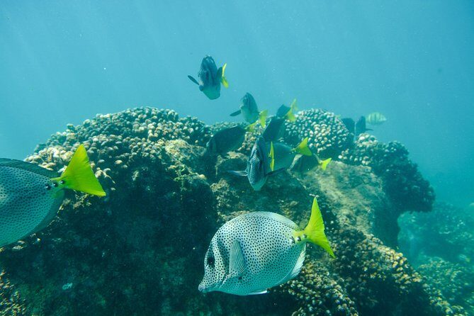 Private Los Cabos snorkeling tour to Chileno bay and Santa Maria cove - Authentic Insights from Reviewers