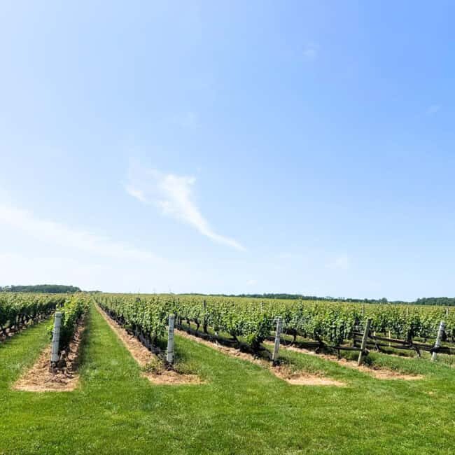 Private Luxury Winery Trip of Long Island, New York, USA - Why the Experience Offers Great Value