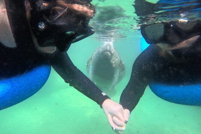 Private Manatee Swim Tour - Why This Tour Excels