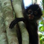 Private - Mayan Inland Expedition - Coba Ruins, Punta Laguna and Mayan family - Final Words