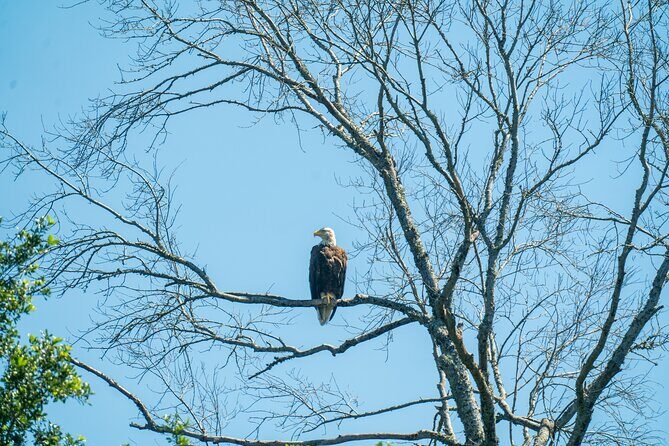 Private New Orleans Airboat Adventure - Pricing and Value
