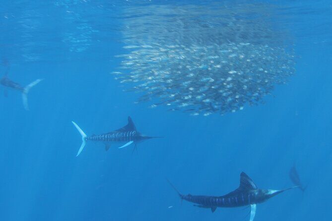 Private Ocean Safari in La Ventana: Marine Wildlife Experience - Meeting Point & Timing