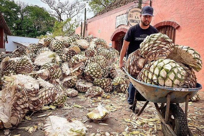 Private One Day Adventure Tour in Tequila and La Fortaleza Distillery - Comfort, Flexibility, and Personal Touches