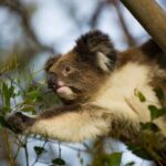 Private Premium Great Ocean Road with Lunch & Wildlife spotting - The Value of the Tour