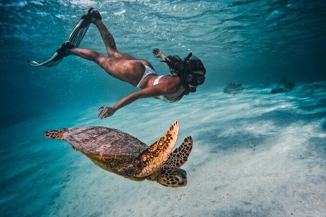 Private Rarotonga Turtle Tour - Who Should Book This Tour?