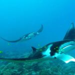 Private Reef Discovery Luxury Dream Day Tour in Bora Bora - Authentic Experiences and Insights from Reviews