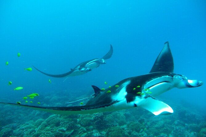 Private Reef Discovery Luxury Dream Day Tour in Bora Bora - Authentic Experiences and Insights from Reviews