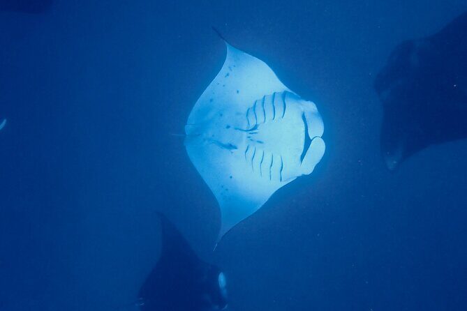 Private Reef Discovery Luxury Motu Lunch Cruise in Bora Bora - Why This Tour Stands Out