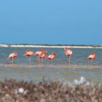 Private Rio Lagartos Flamingo and pink lakes - Final Thoughts