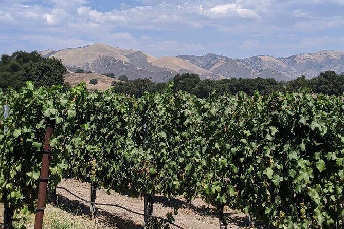 Private Santa Ynez Valley Wine Tasting Tour for up to 4 guests - An In-Depth Look at the Tour Experience