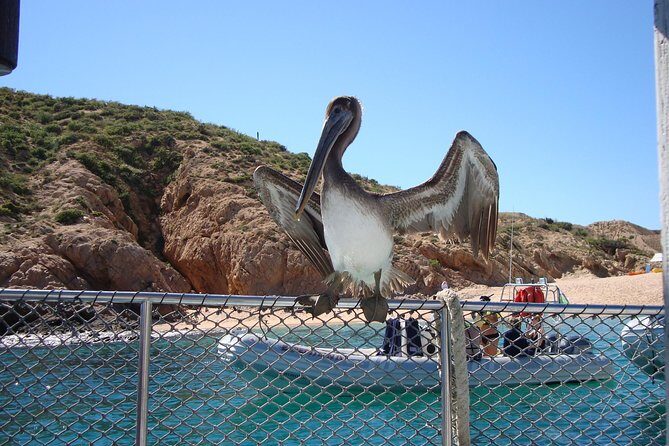 Private Snorkel Cruise in Cabo San Lucas - The Sum Up