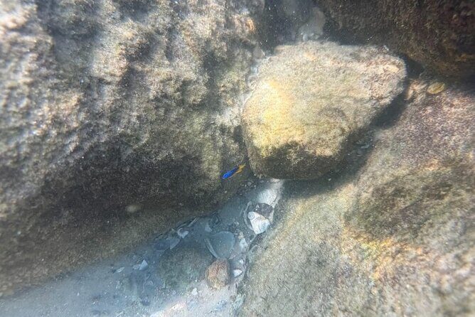 Private Snorkeling Excursion - An In-Depth Look at the Tour