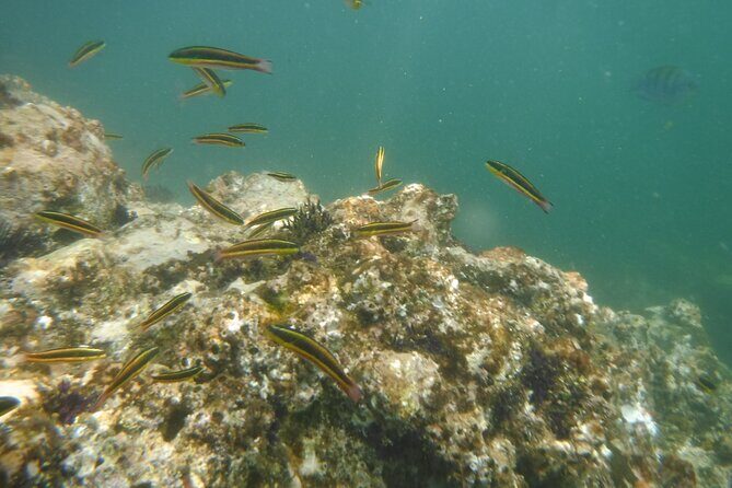 Private Snorkeling Experience and Boat tour to Las Animas Beach - What’s Included and What’s Not