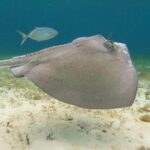 Private snorkeling tour to El Cielo - Why This Tour Is a Great Choice