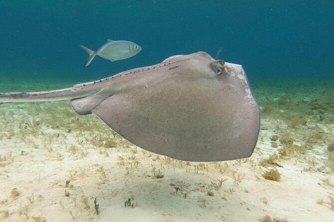 Private snorkeling tour to El Cielo - Why This Tour Is a Great Choice