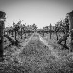 Private Southern Highlands Luxury Wine Indulgence Tour - Bowral: The Heart of the Region