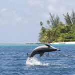 Private Speed Boat Charter with Experienced Captain - The Practicalities and Planning Tips