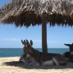 Private Surf Expedition in Baja, East Cape - An In-Depth Look at the Baja Private Surf Expedition