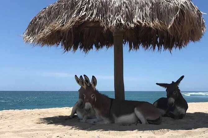 Private Surf Expedition in Baja, East Cape - An In-Depth Look at the Baja Private Surf Expedition