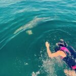 Private Swim with Dolphins And Snorkeling Tour - Detailed Breakdown of the Experience