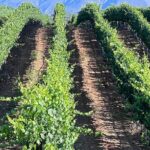 Private Temecula Wine Tour from Canyon Lake - Who Will Love This Experience?