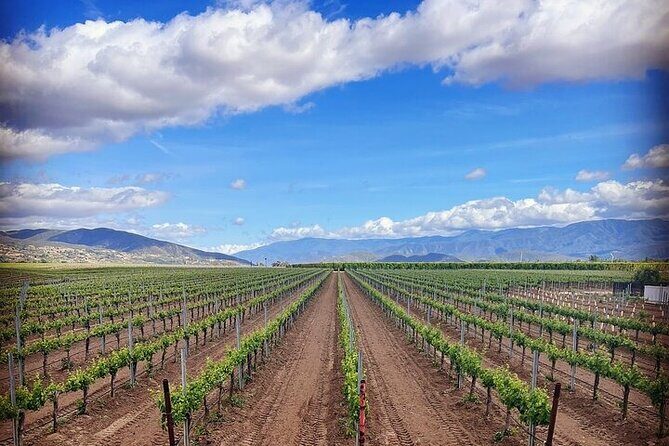 Private Temecula Wine Tour in The Wine Valley - What Makes This Tour Stand Out?