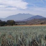 PRIVATE Tequila Valleys Tour: Pyramids, Volcanoes, Agaves&Tequila - Practical Details and What to Expect