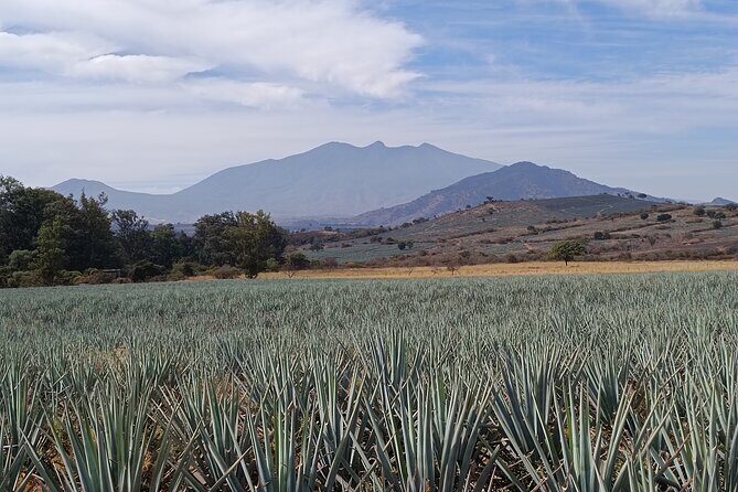 PRIVATE Tequila Valleys Tour: Pyramids, Volcanoes, Agaves&Tequila - Practical Details and What to Expect