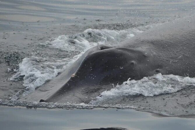 Private Tour 3 Hours of Whale Watching - The Value of This Tour