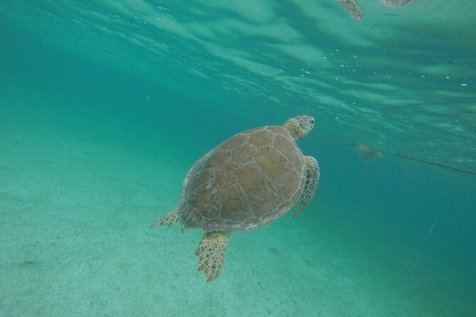 Private Tour: Akumal Marine Turtle Snorkeling and Cenote Adventure - Detailed Breakdown of the Itinerary