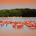 Private Tour: Celestun Biosphere Reserve by Yucatan Concierge - Pricing and Value Analysis