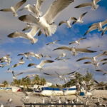 Private Tour Celestun Flamingo Watching and Beach - Practical Details and What to Expect