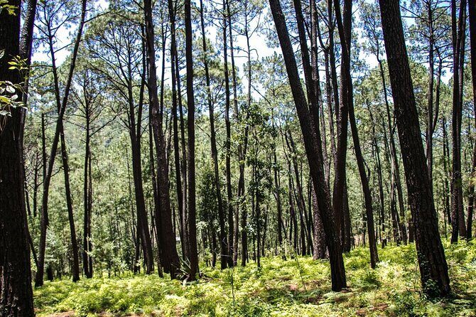 Private Tour for a Day of Adventure in Mazamitla Pueblo Mágico - What the Tour Includes (and What It Doesn’t)