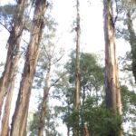 [Private Tour] Healesville Sanctuary Wildlife & Puffing Billy Steam Train - Value and Practicalities