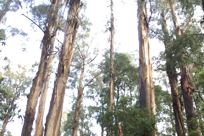 [Private Tour] Healesville Sanctuary Wildlife & Puffing Billy Steam Train - Value and Practicalities