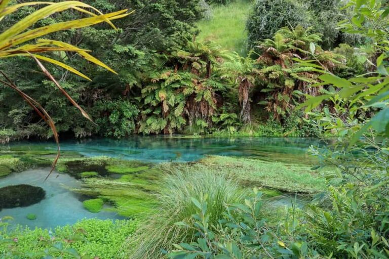 Private Tour: Hunua Falls, Blue Springs & Mclaren waterfall - Why This Tour Works Well