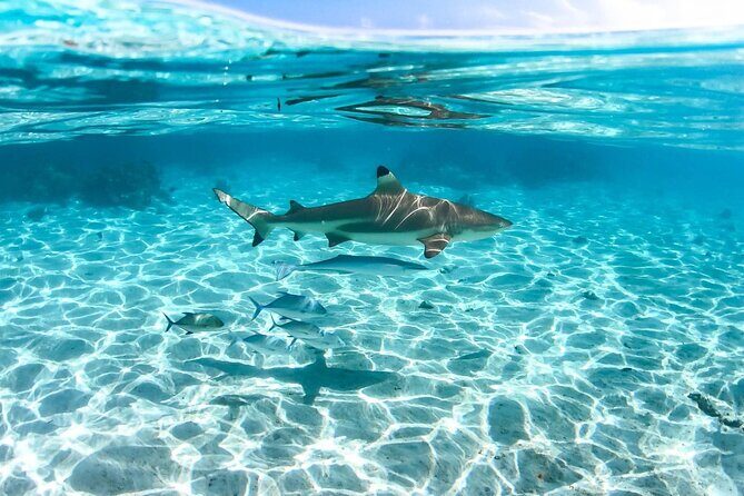 Private tour in Moorea by boat, visit and snorkeling - Practical Details and Considerations