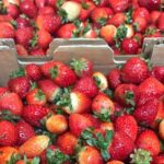 [Private Tour] Mornington Peninsula Family, Maze and Fun! - Authentic Insights from Reviews