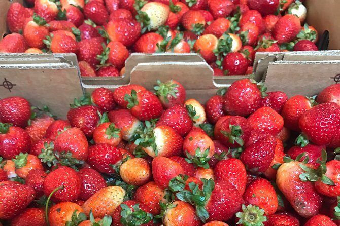 [Private Tour] Mornington Peninsula Family, Maze and Fun! - Authentic Insights from Reviews