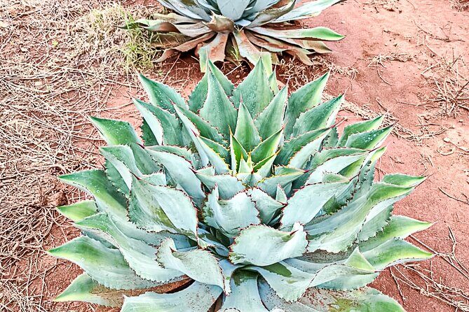 Private Tour New Raicilla Route to Mascota from Puerto Vallarta - The Real Value of This Tour