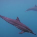 Private tour observing and swimming with humpback whales in Moorea - FAQ