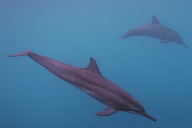 Private tour observing and swimming with humpback whales in Moorea - FAQ