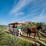 Private Tour: Sotuta de Peon Hacieda Day Trip - Authentic Experiences and Practical Details