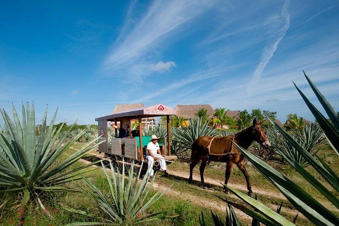 Private Tour: Sotuta de Peon Hacieda Day Trip - Authentic Experiences and Practical Details